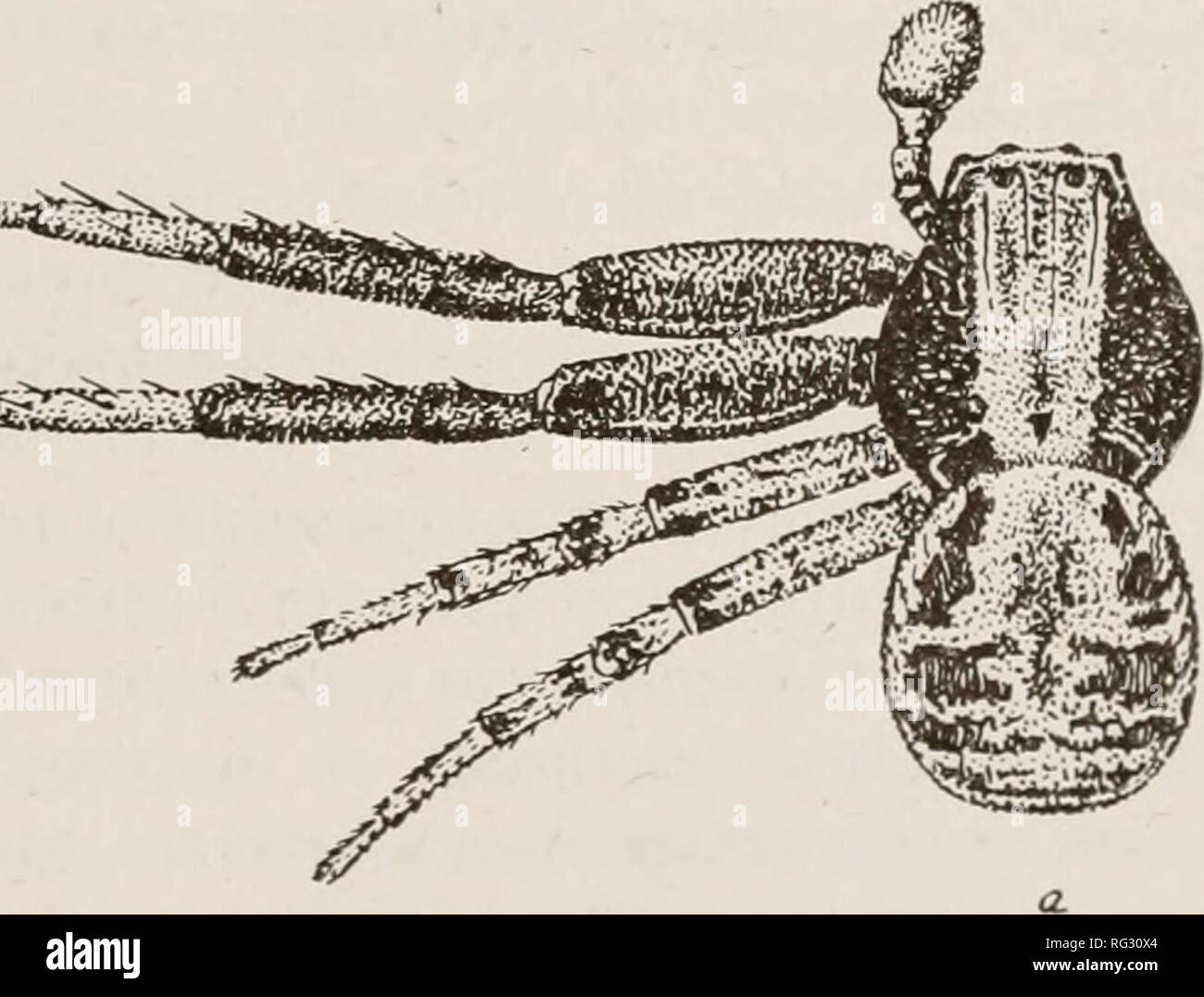 Tw legs hi-res stock photography and images - Alamy