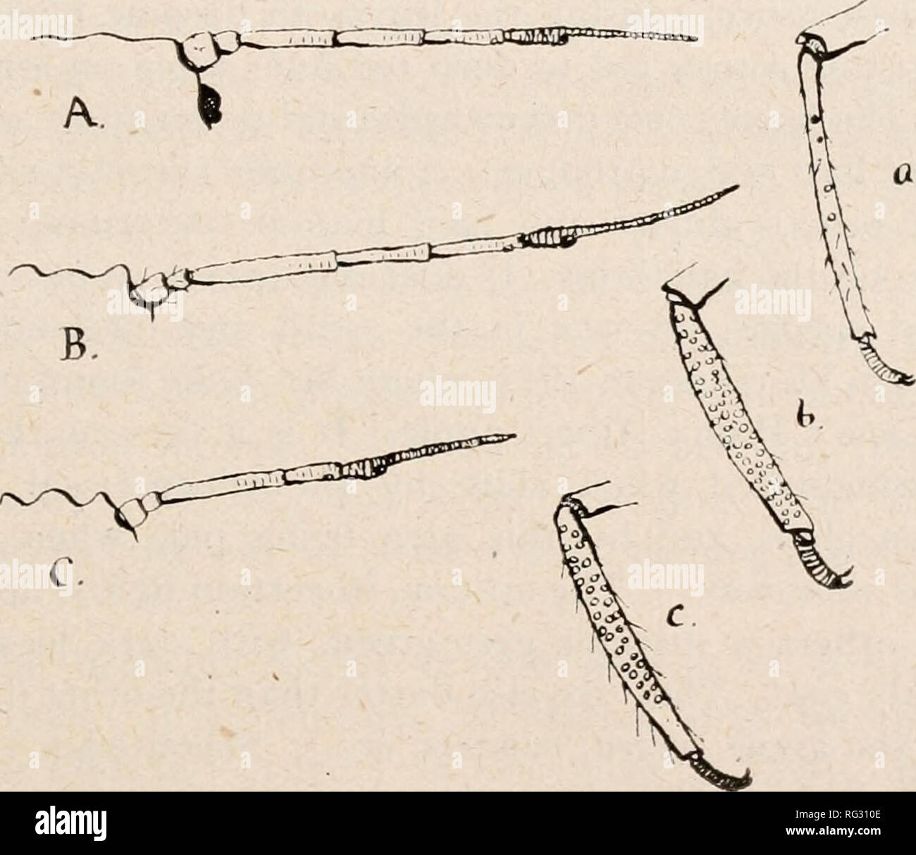 . The Canadian entomologist. Insects; Entomology. THE CANADIAN ...