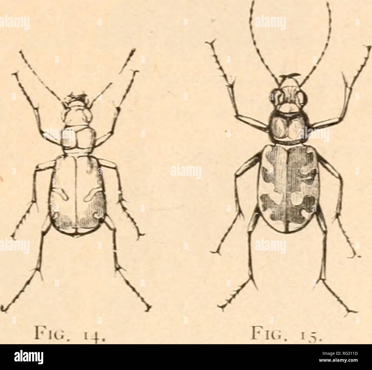 . The Canadian entomologist. Insects; Entomology. I-u;. IX,.. Please ...