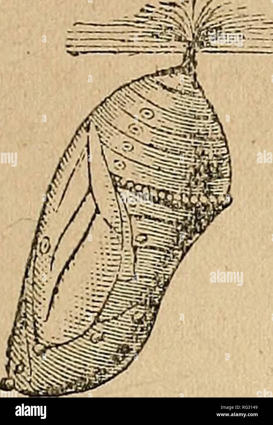. The Canadian entomologist. Insects. THE CANADIAN ENTOMOLOGIST.. the ...
