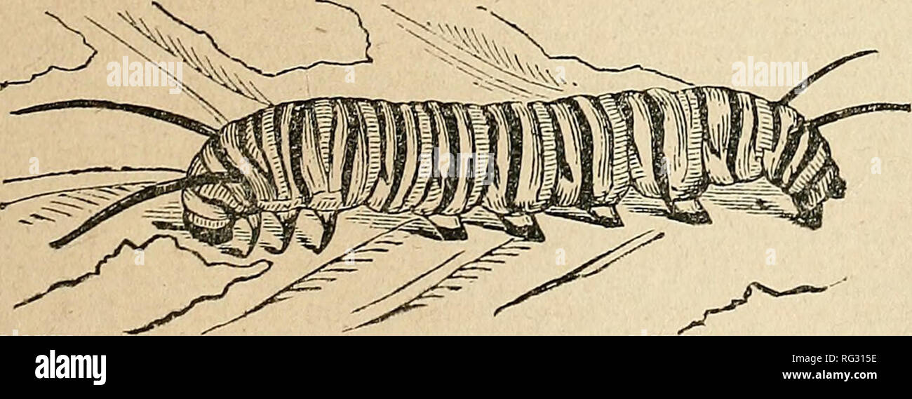 . The Canadian entomologist. Insects. flattened at the base. When ...