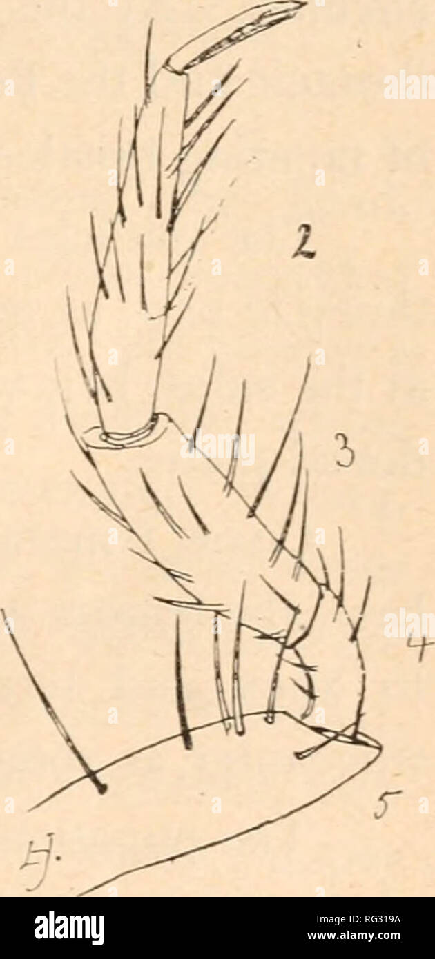 . The Canadian entomologist. Insects; Entomology. Fig. II.—Larval hairs ...