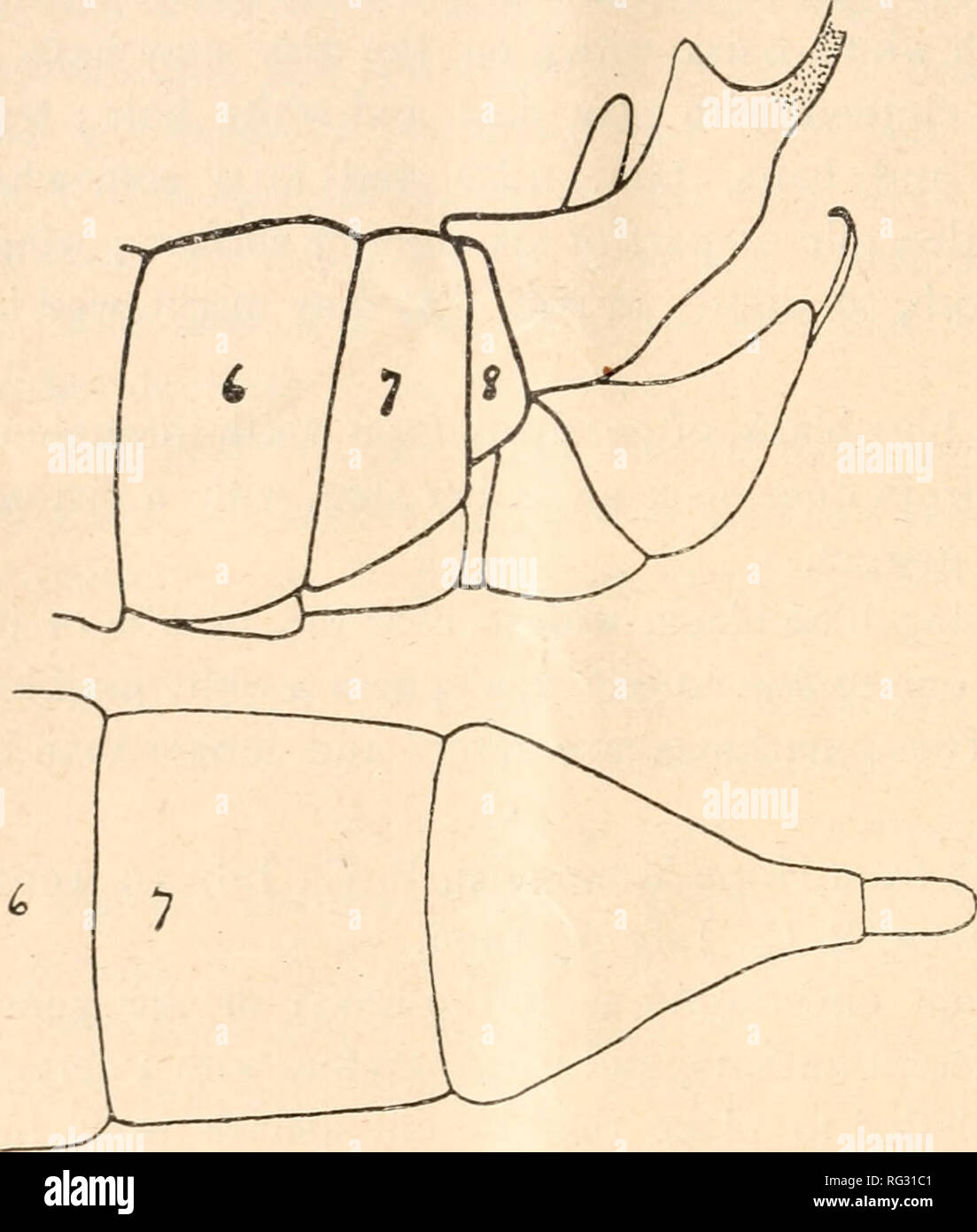 . The Canadian entomologist. Insects; Entomology. 204 THE CANADIAN ...