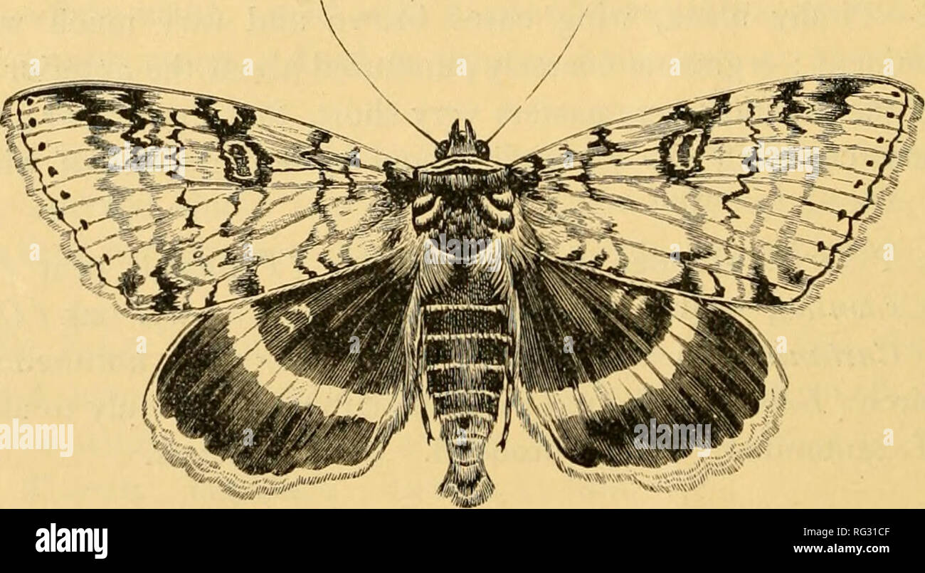 Pronounced tubercles hi-res stock photography and images - Alamy