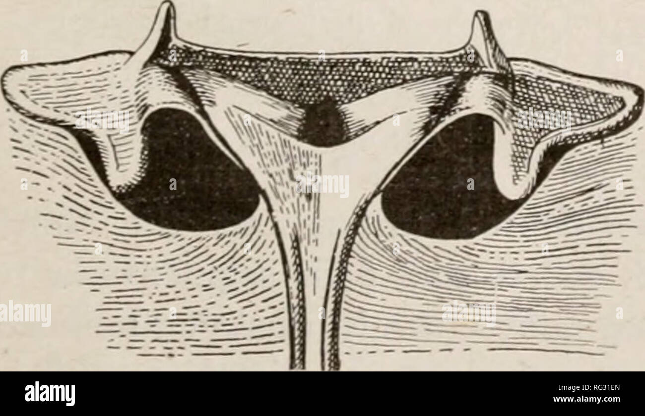 . The Canadian entomologist. Insects; Entomology. E3E3I^3 Fig. 3.—Ar^ia ...