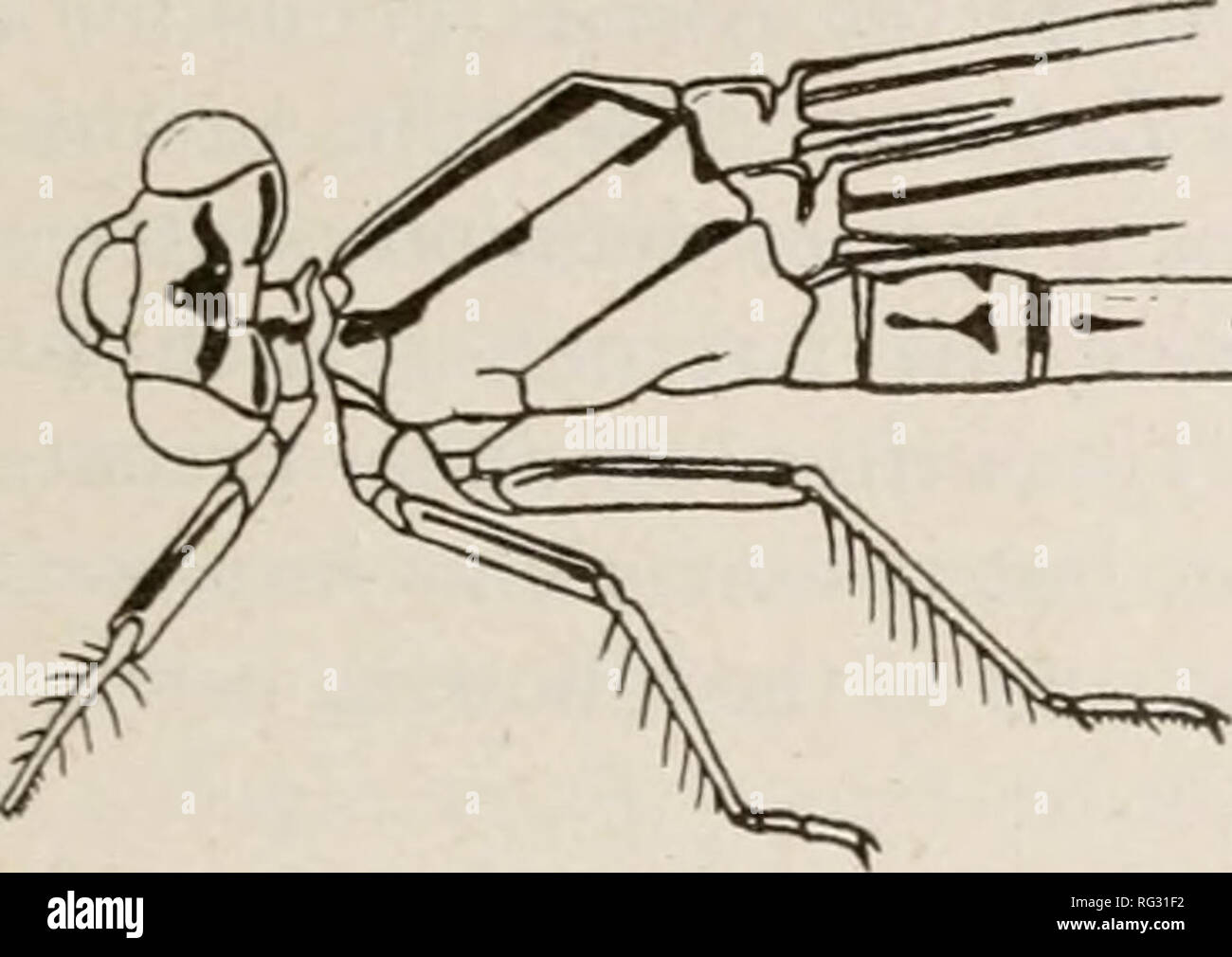 Argia species hi-res stock photography and images - Alamy