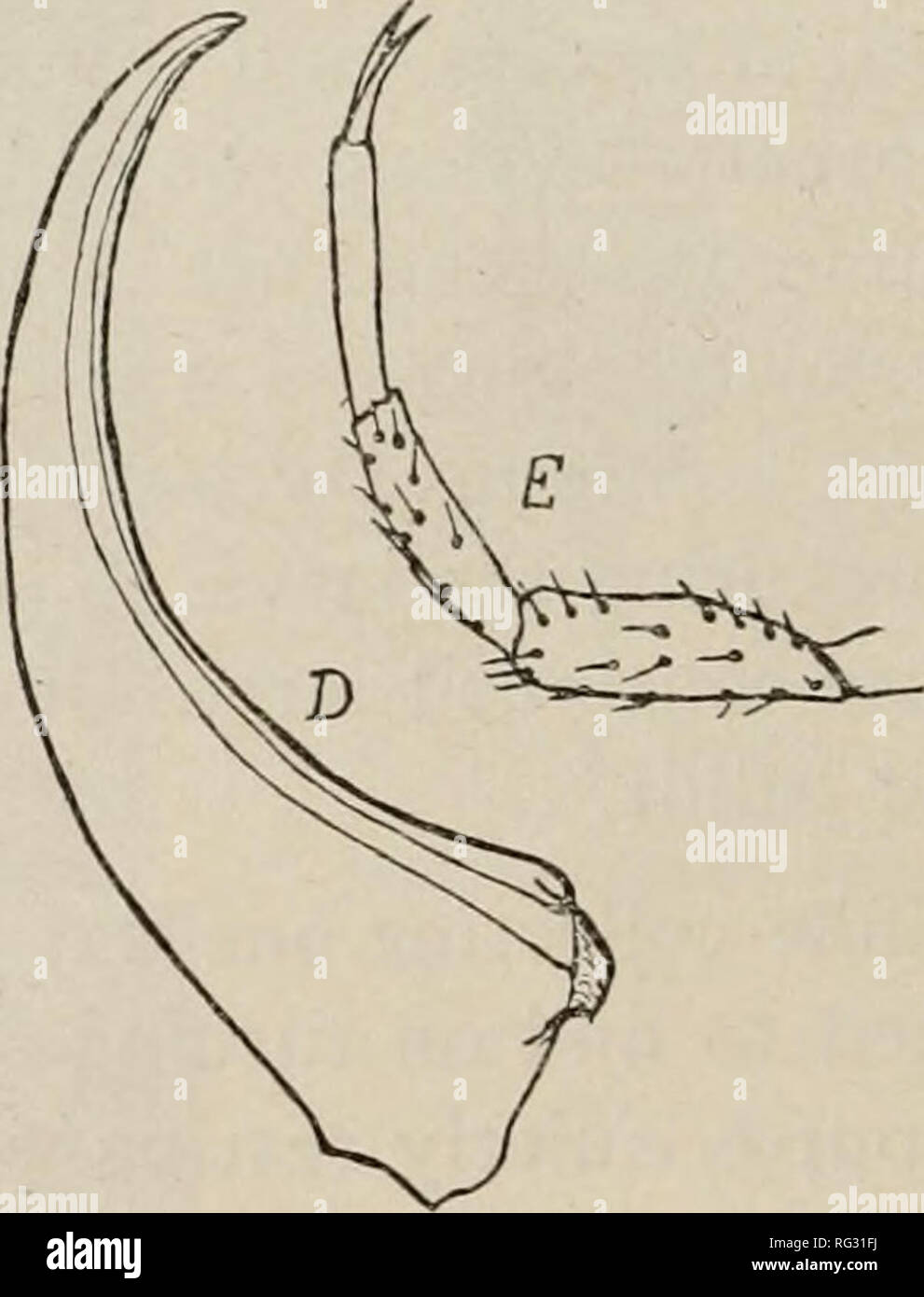 . The Canadian entomologist. Insects; Entomology. Fig. 9.—Hydroporus ...