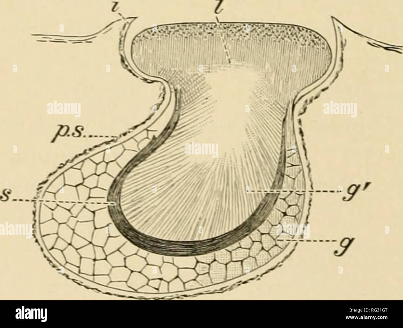 . The Cambridge natural history. Zoology. I So FISHES 50 to 100, are ...