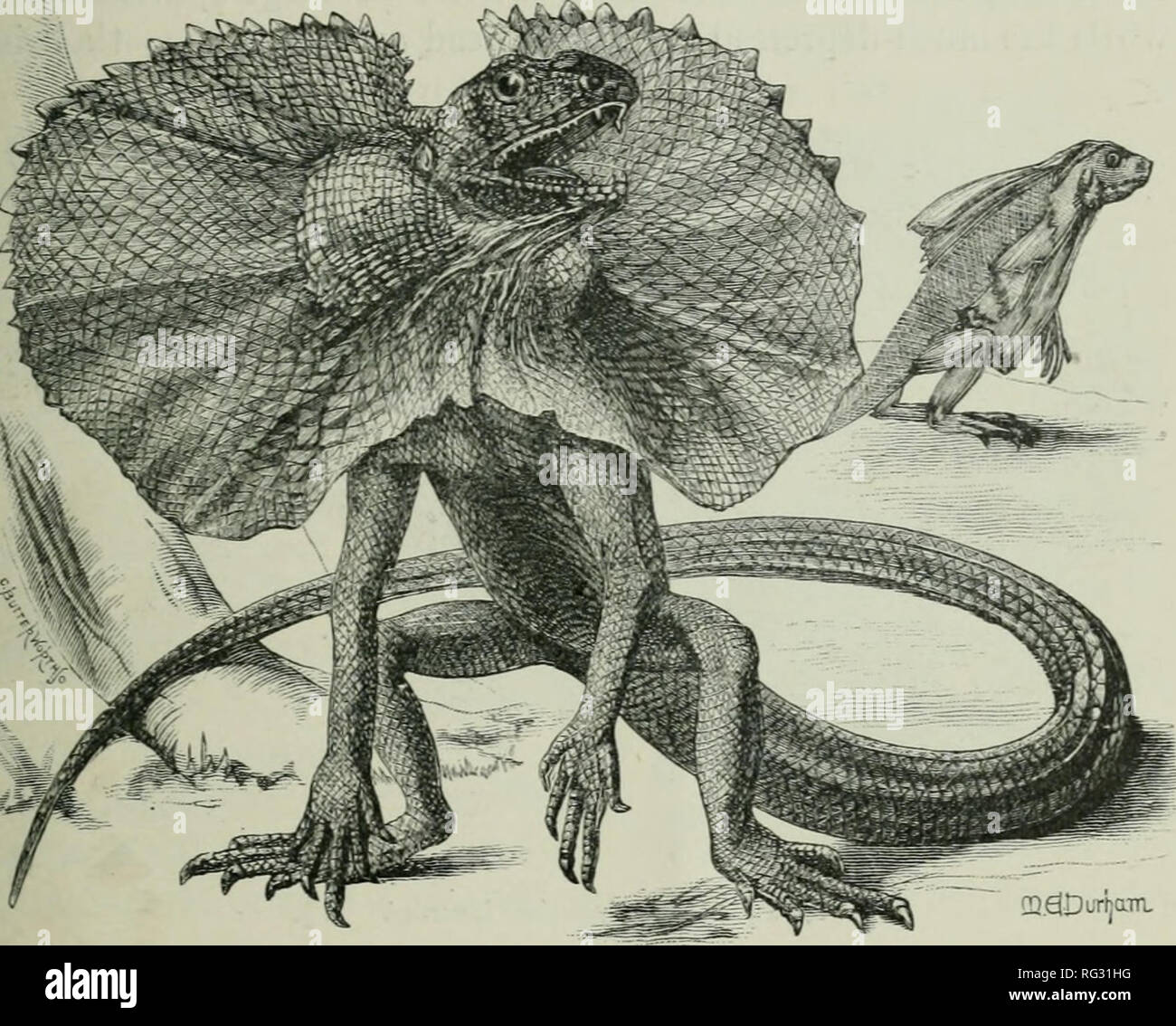 . The Cambridge natural history. Zoology. AGAMIDAE 523 and fold the ...