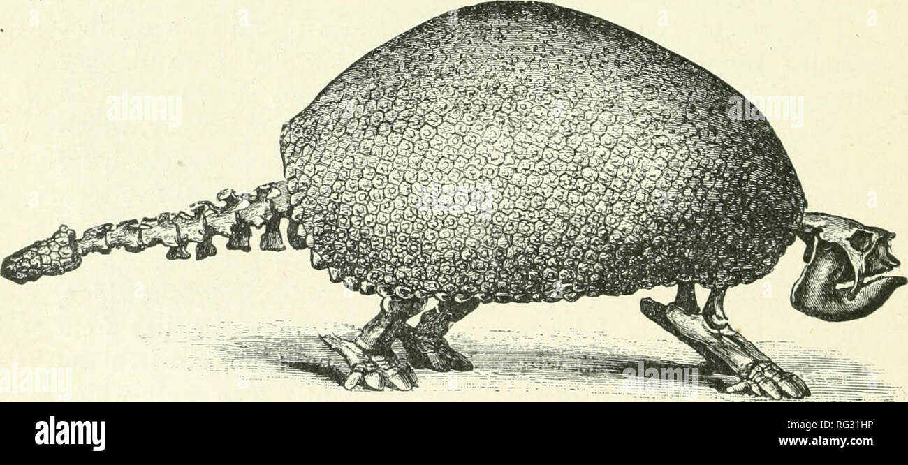 . The Cambridge natural history. Zoology. 184 ARMOURED EDENTATES chap ...