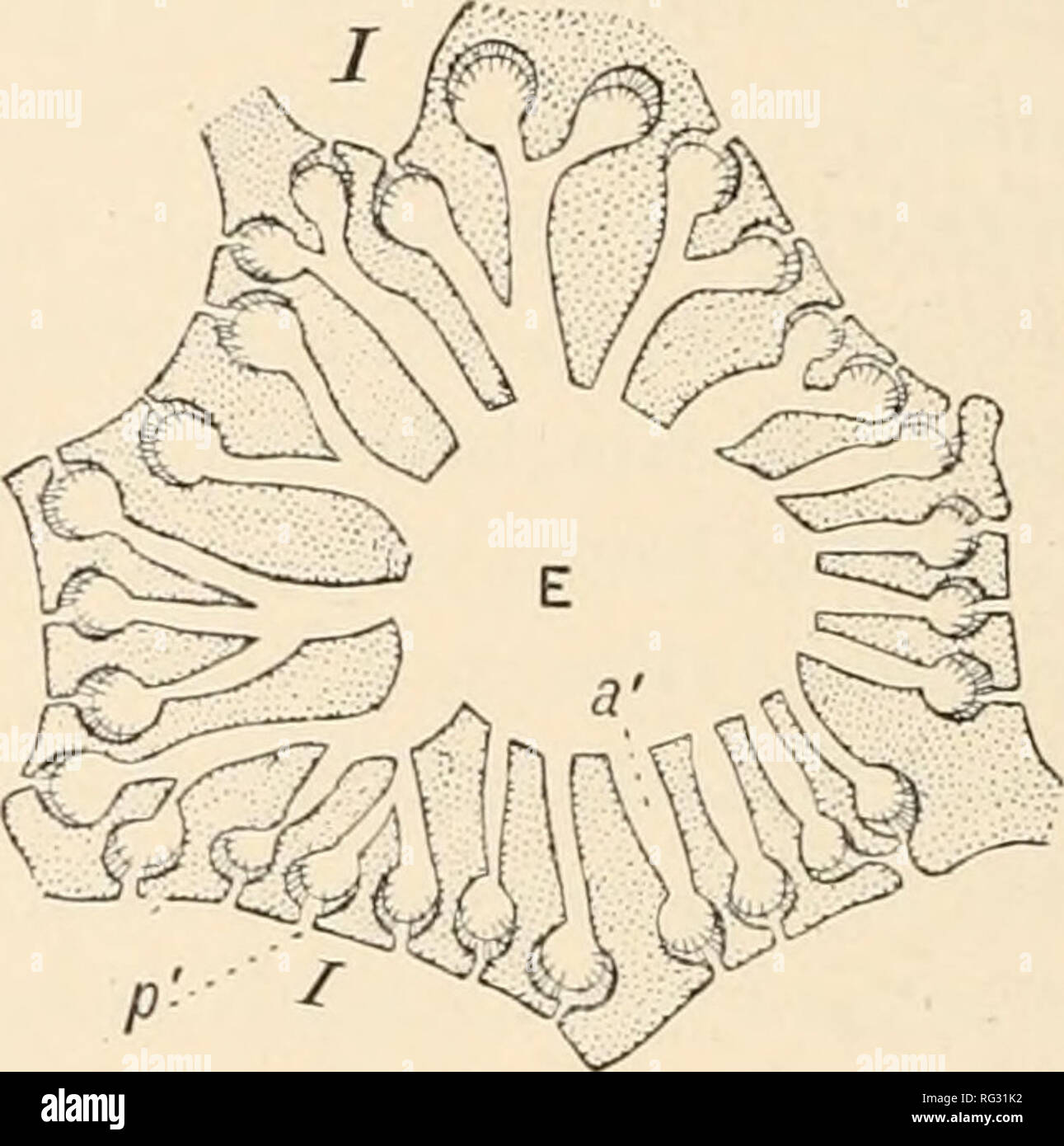 Prosopyle hi-res stock photography and images - Alamy