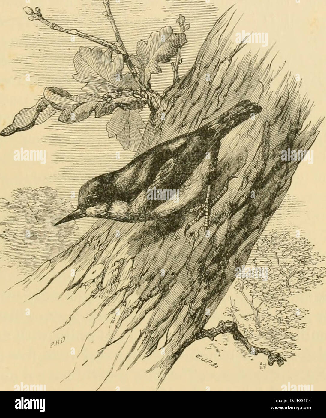 Curved awl hi-res stock photography and images - Alamy