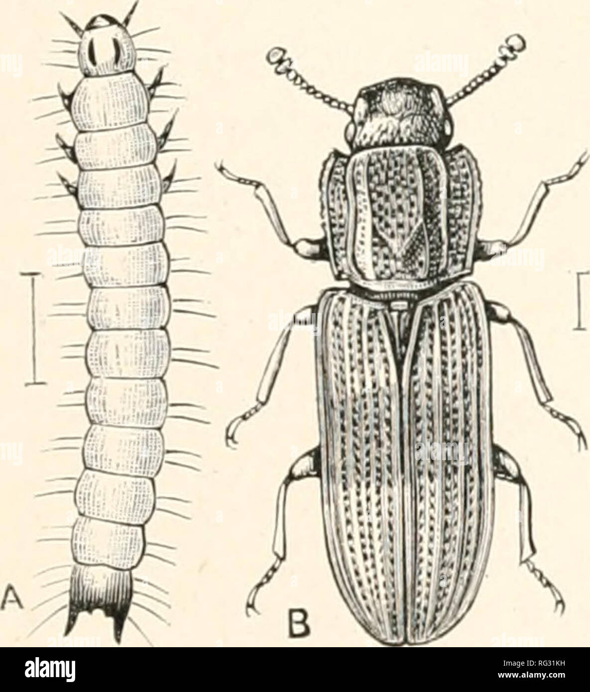 . The Cambridge natural history. Zoology. 1'oLVMORPHA TROGOSITIDAE ...