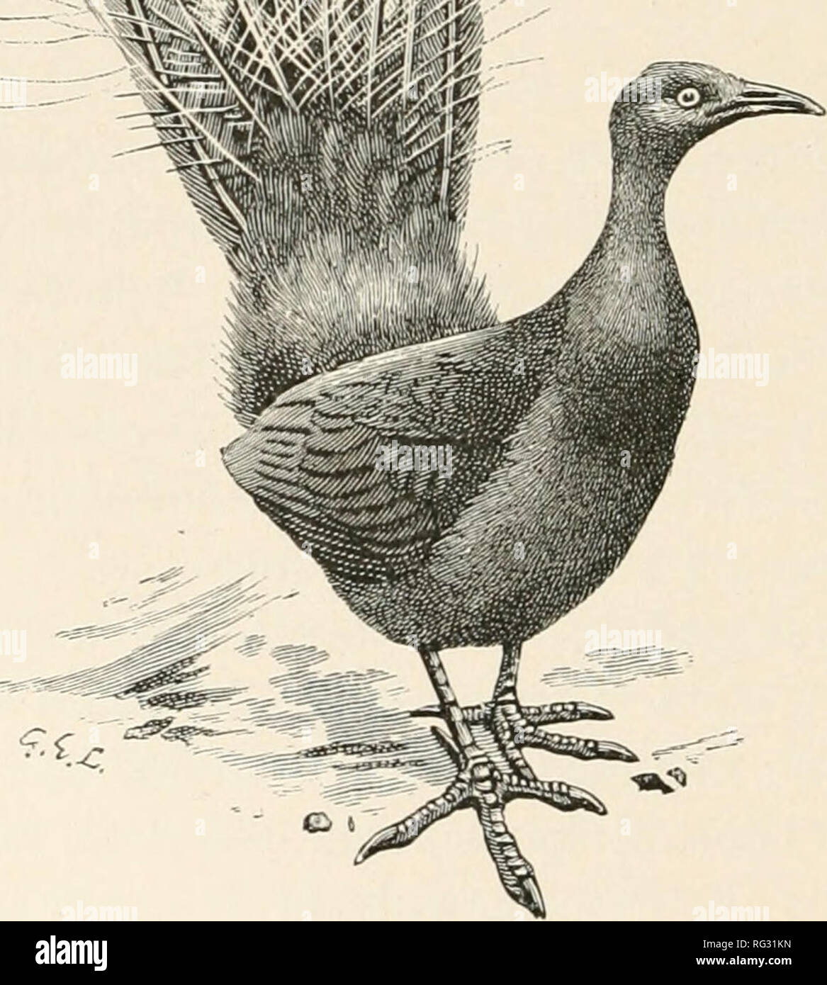 Lyre bird new south wales hi-res stock photography and images - Alamy