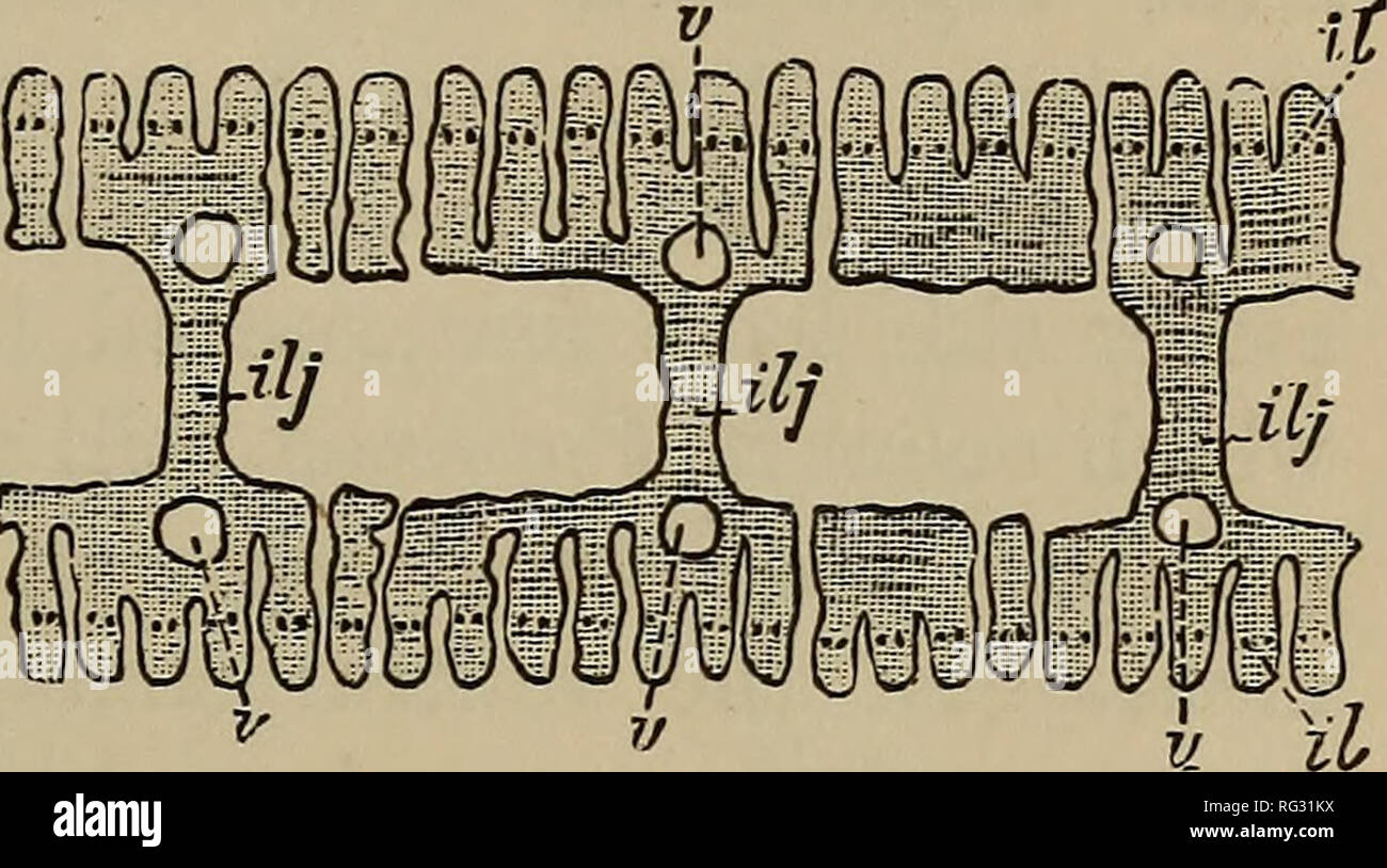 . The Cambridge natural history. Zoology. THE GILL IN PELECYPODA 167 ...