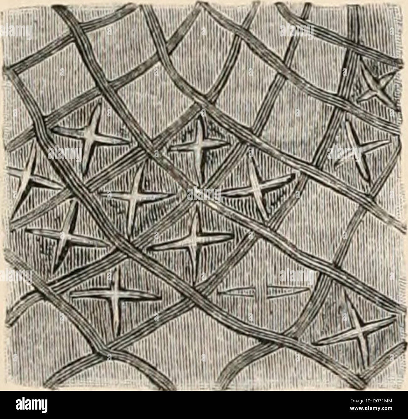 . The Cambridge natural history. Zoology; Zoologia Geral. group ...