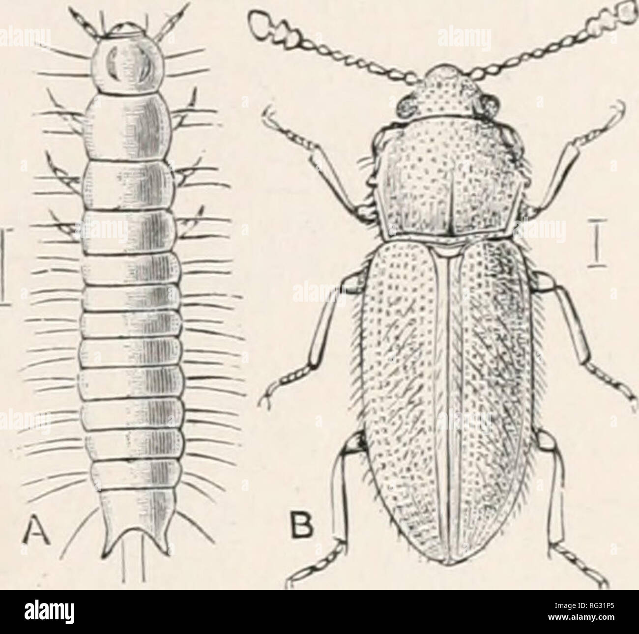 Cryptophagidae hi-res stock photography and images - Alamy