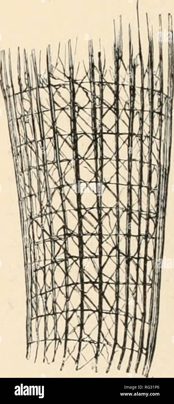 Ijima hi-res stock photography and images - Alamy