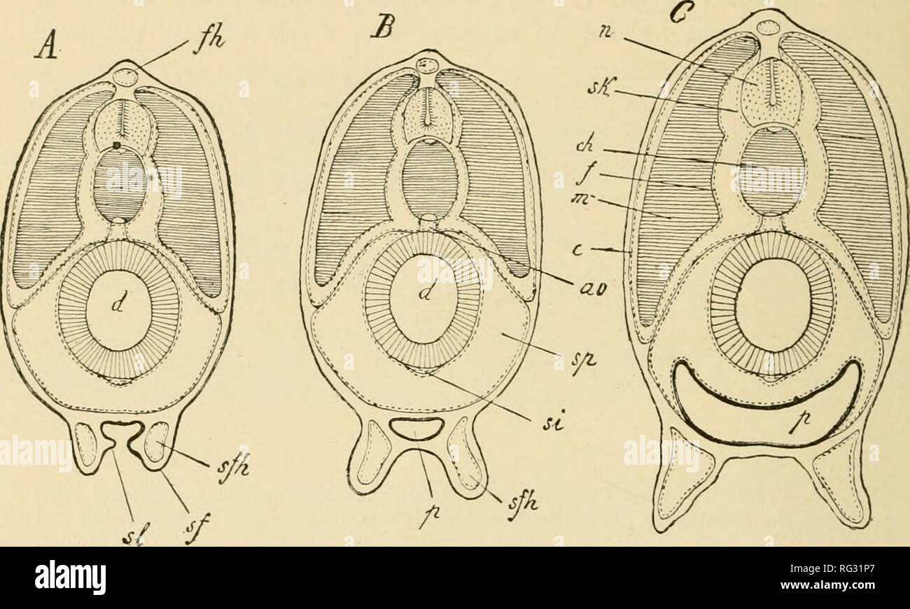 Atriopore hi-res stock photography and images - Alamy