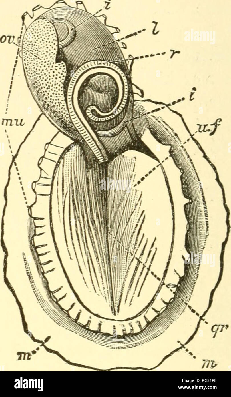 Patella radula hi-res stock photography and images - Alamy