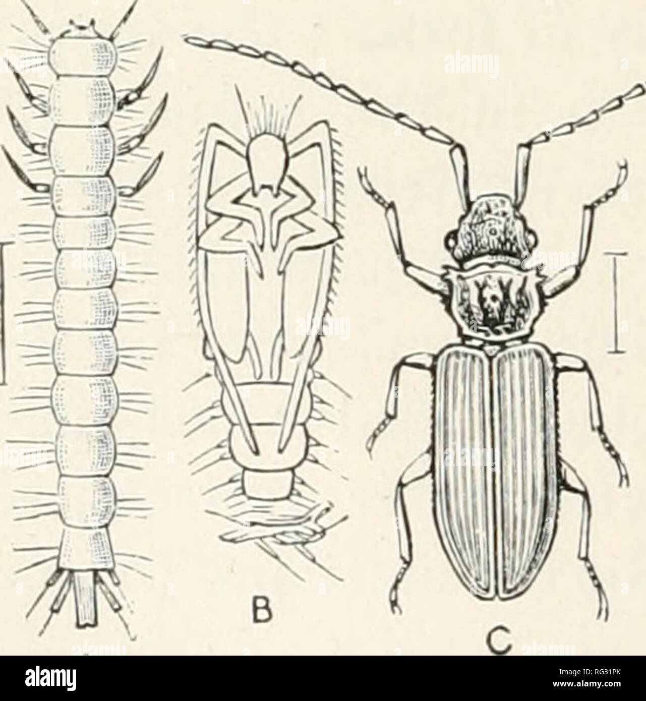 Rhysodidae hi-res stock photography and images - Alamy