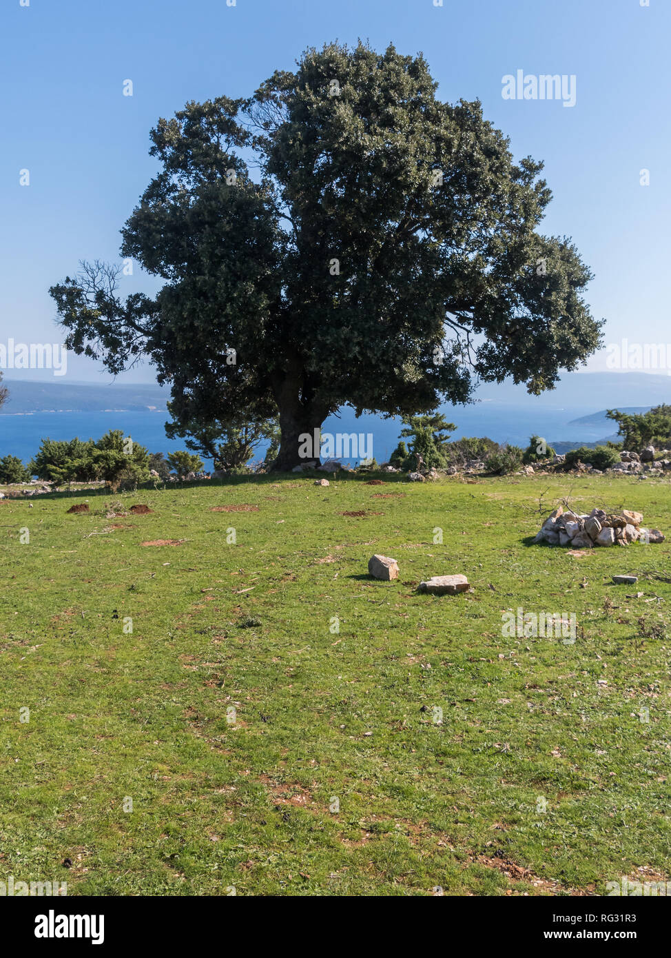 Old oak tree and meadow on the island Cres, Croatia Stock Photo - Alamy