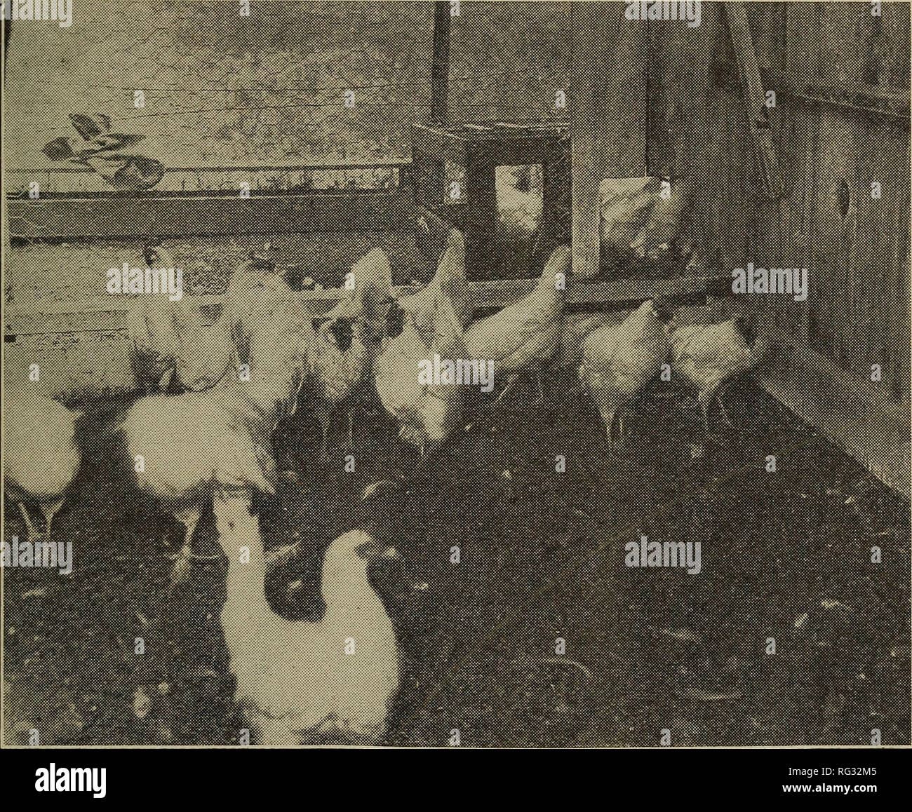 Hen house at school hi-res stock photography and images - Alamy