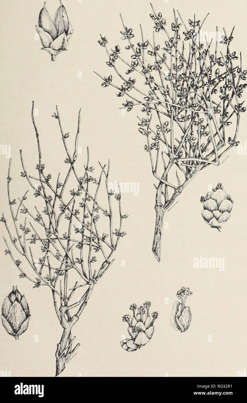 Pinon pine california hi-res stock photography and images - Alamy