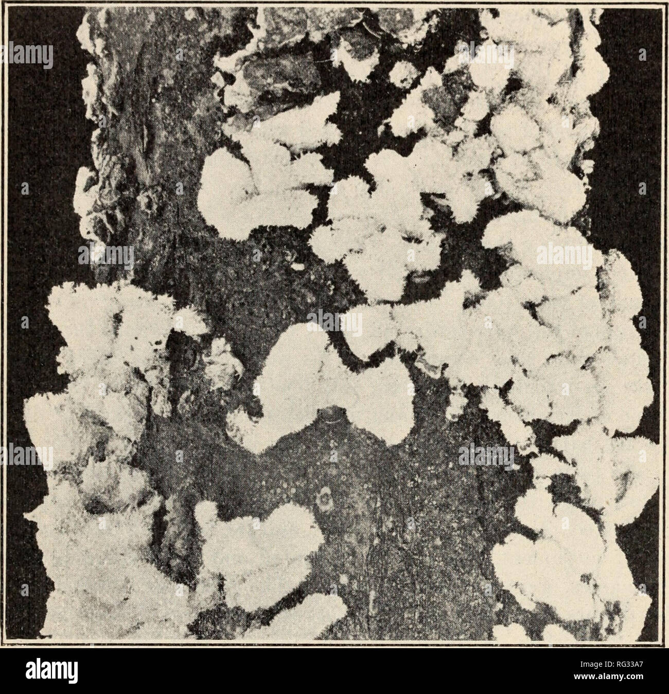 Root rot citrus hi-res stock photography and images - Alamy