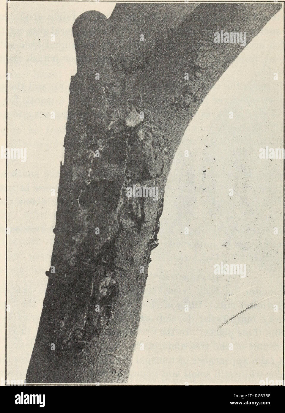 Lemon tree diseases hi-res stock photography and images - Alamy