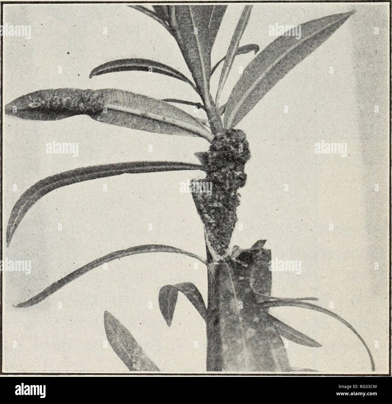 Root knot nematode hi-res stock photography and images - Alamy