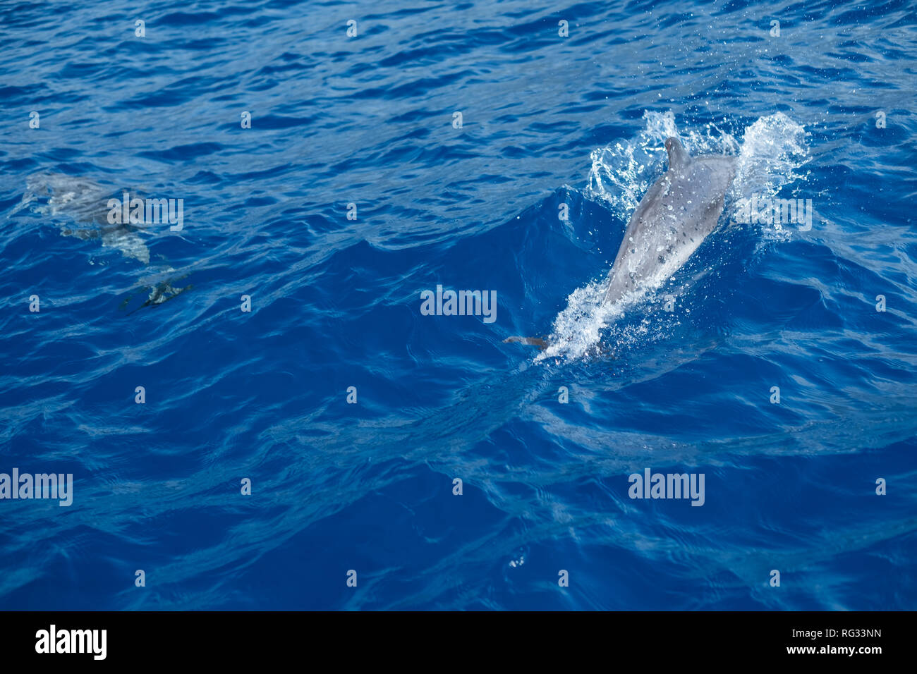 Dolphin riding bow wave hi-res stock photography and images - Alamy