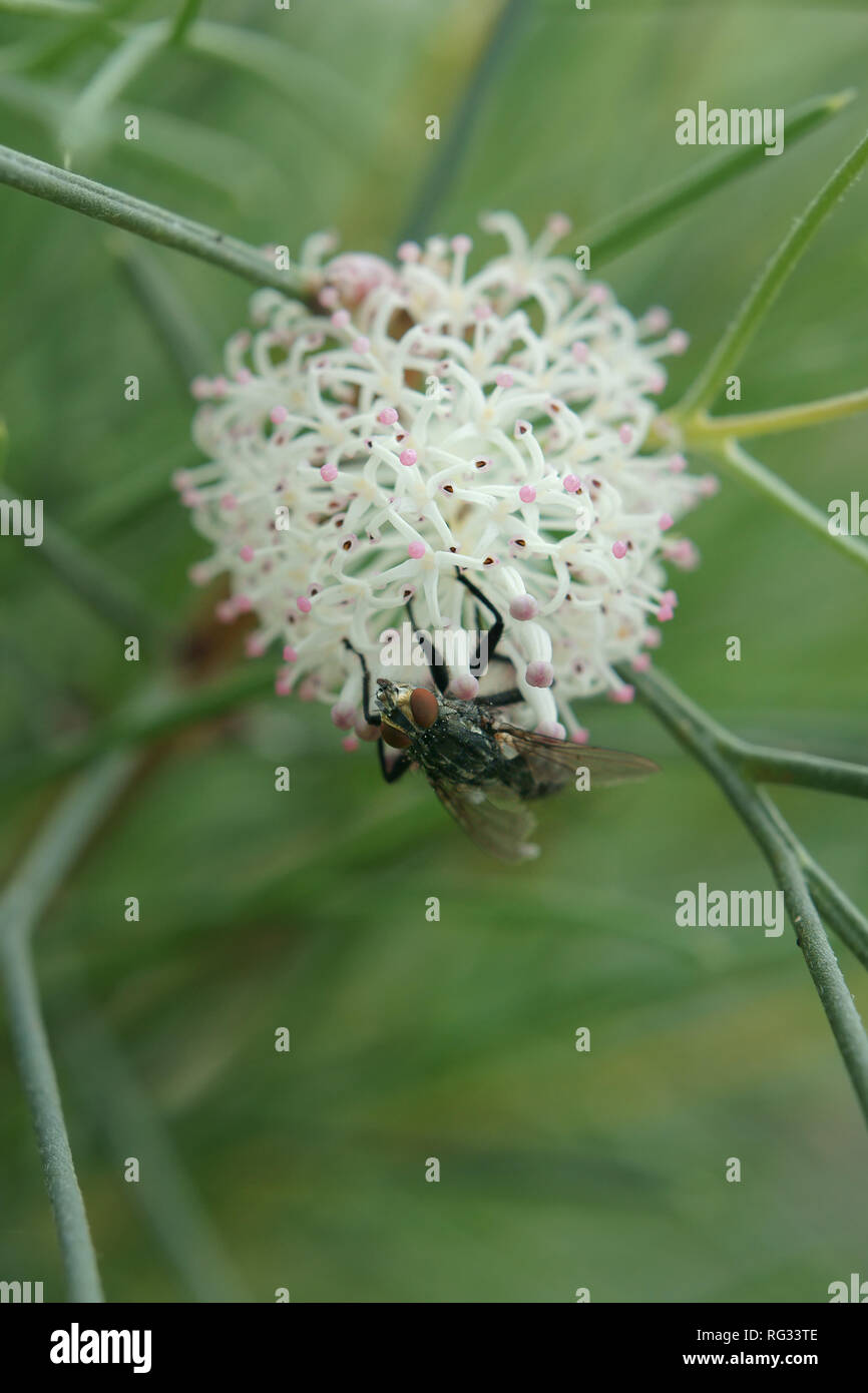 Hakea flowers hi-res stock photography and images - Alamy