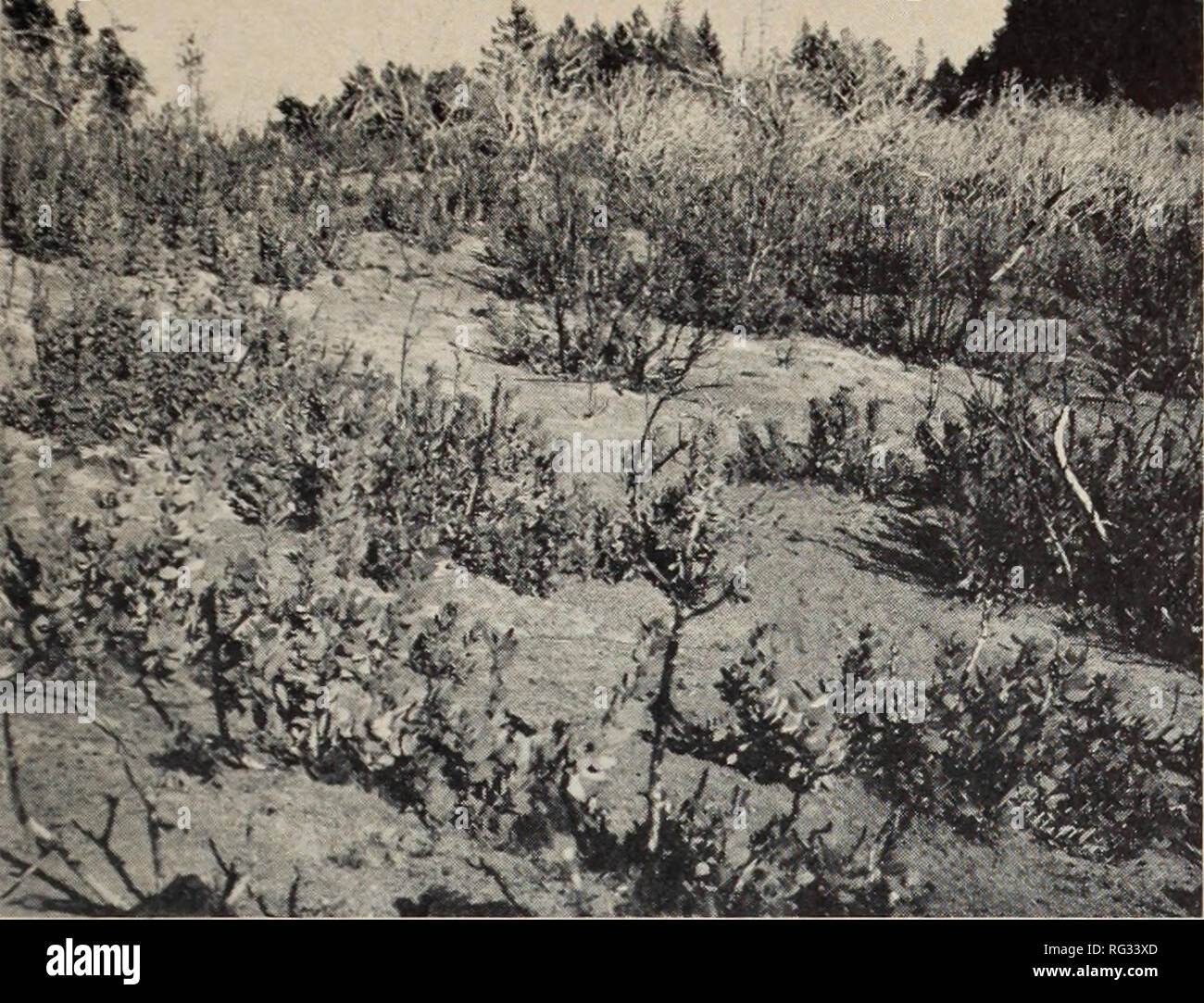 Subclimax plants hi-res stock photography and images - Alamy