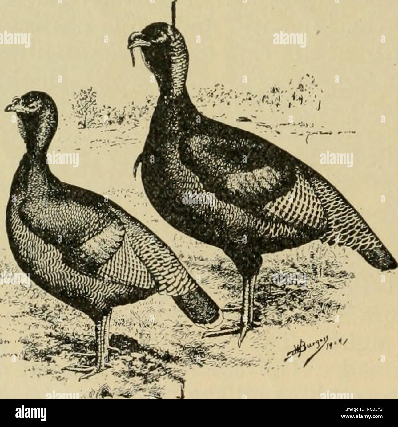 . California poultry culture. Poultry. Turkeys In California. VARIE ...