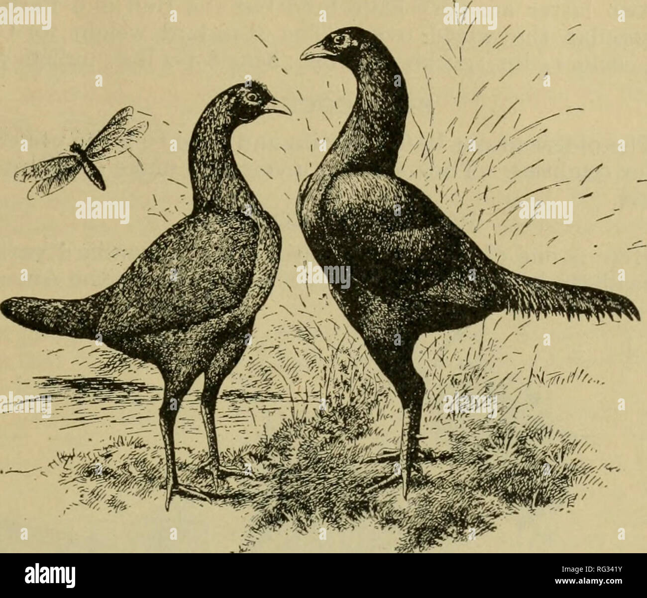 Brahmas buff hi-res stock photography and images - Alamy