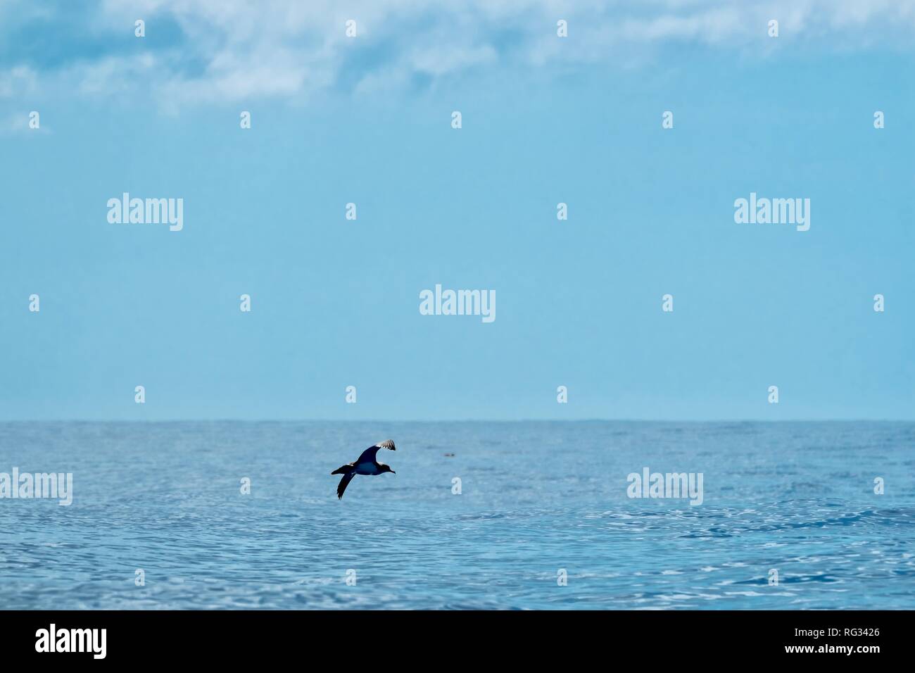 Flying across the ocean hi-res stock photography and images - Alamy