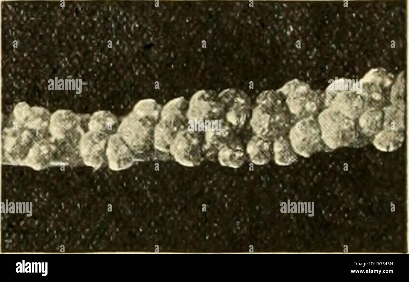 . California fruits and how to grow them. Fruit culture. Frosty scale ...