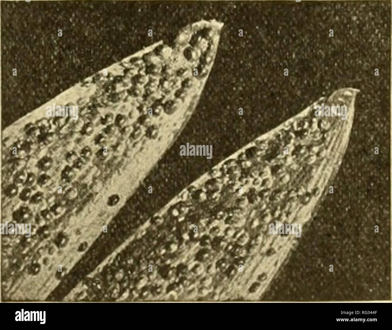 . California fruits and how to grow them. Fruit culture. Brown apricot ...