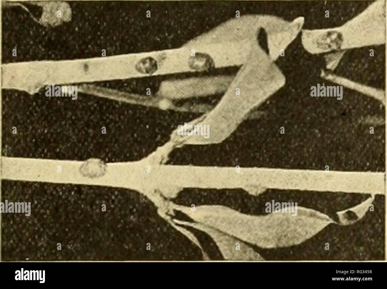 . California fruits and how to grow them. Fruit culture. How to Grow ...