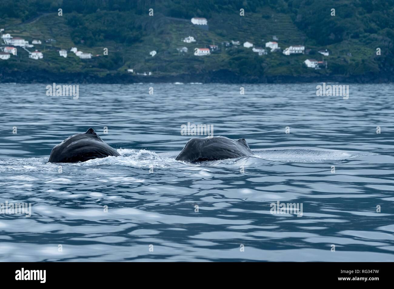 Sperm whales hi-res stock photography and images - Alamy