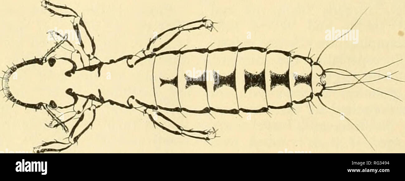 Columbicola Columbae
