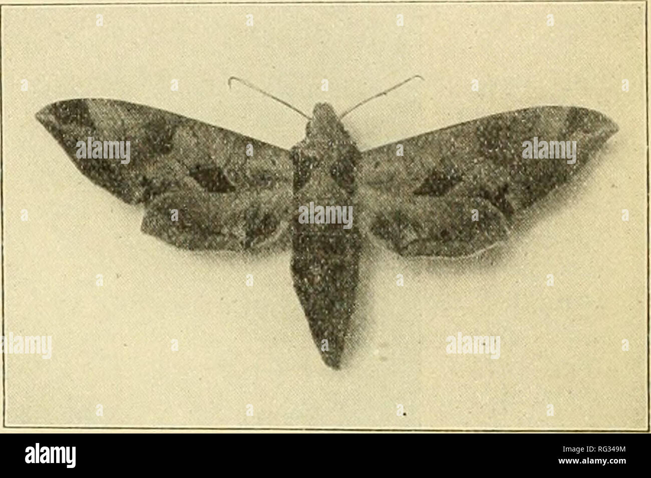 Grape vine hawk moth hi-res stock photography and images - Alamy