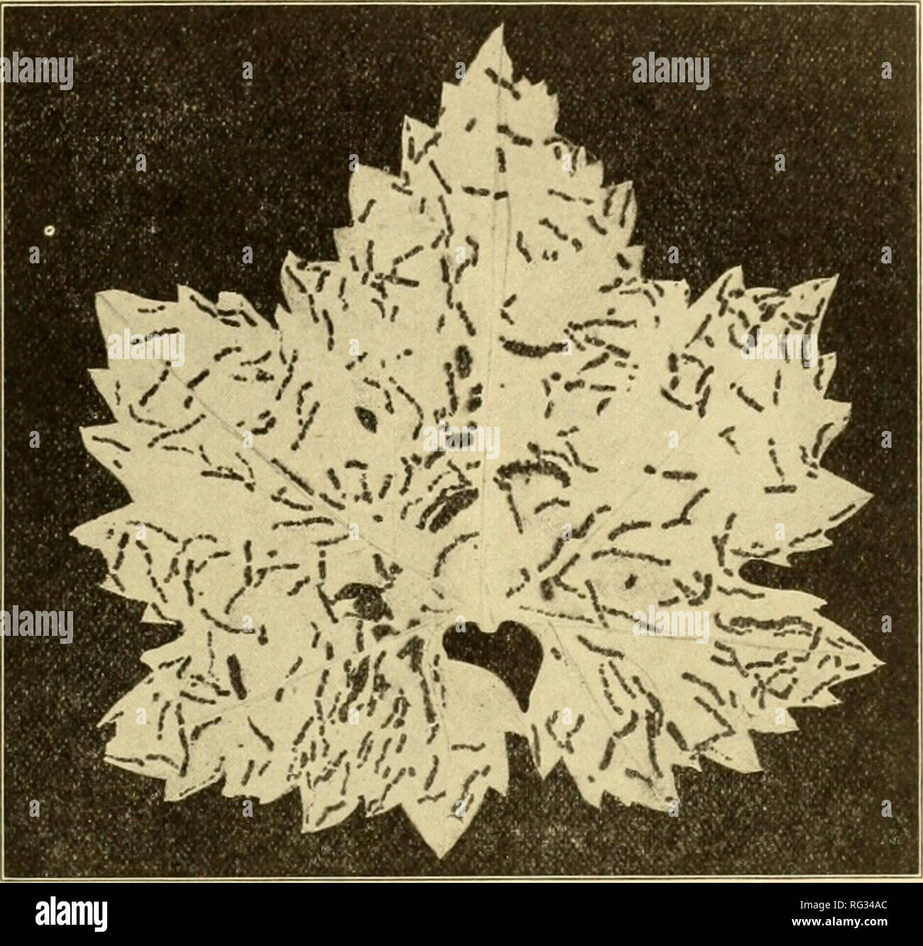 Yellow spider mite mites hi-res stock photography and images - Alamy