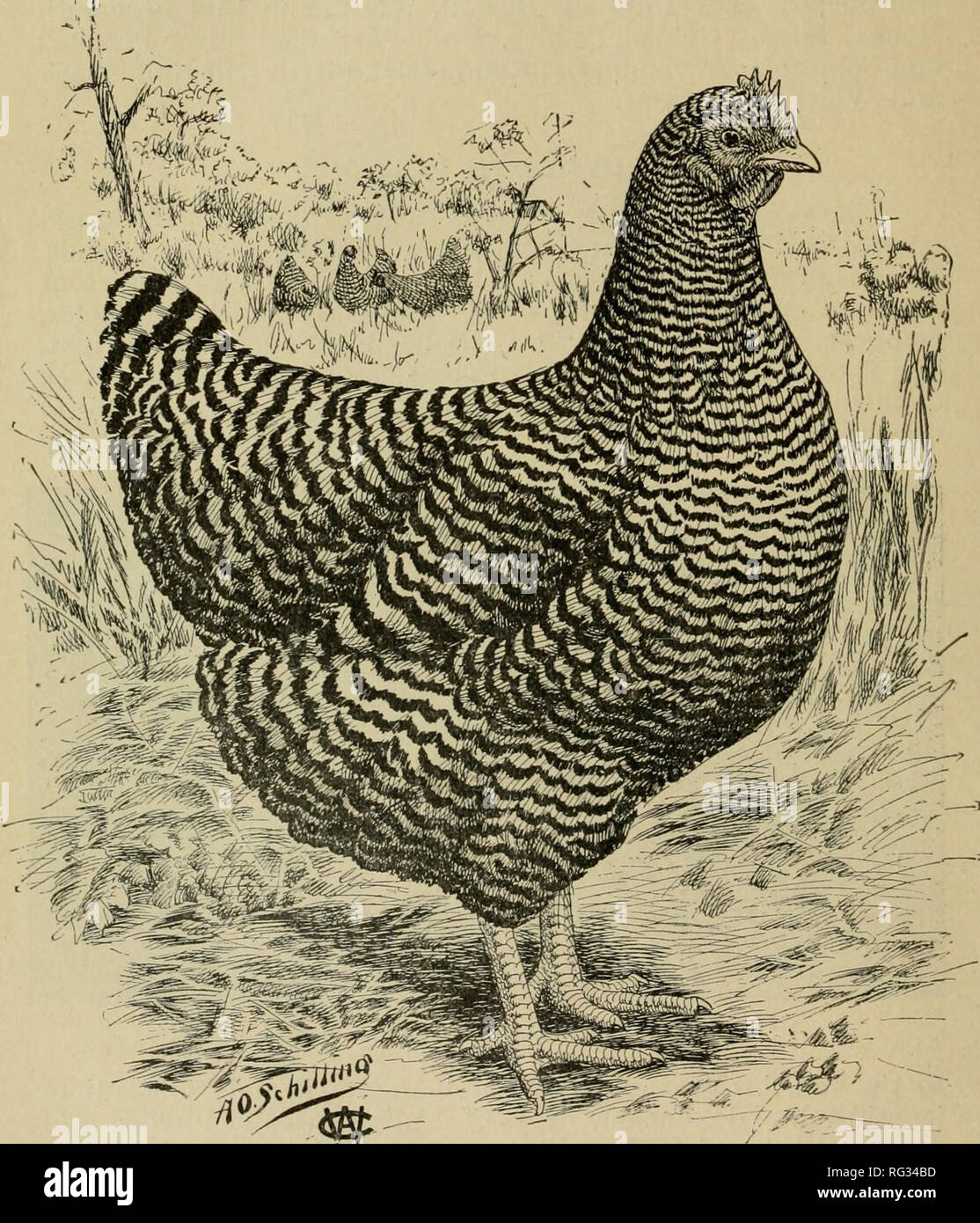 . California poultry culture. Poultry. 120 CALIFORNIA POULTRY CULTURE ...
