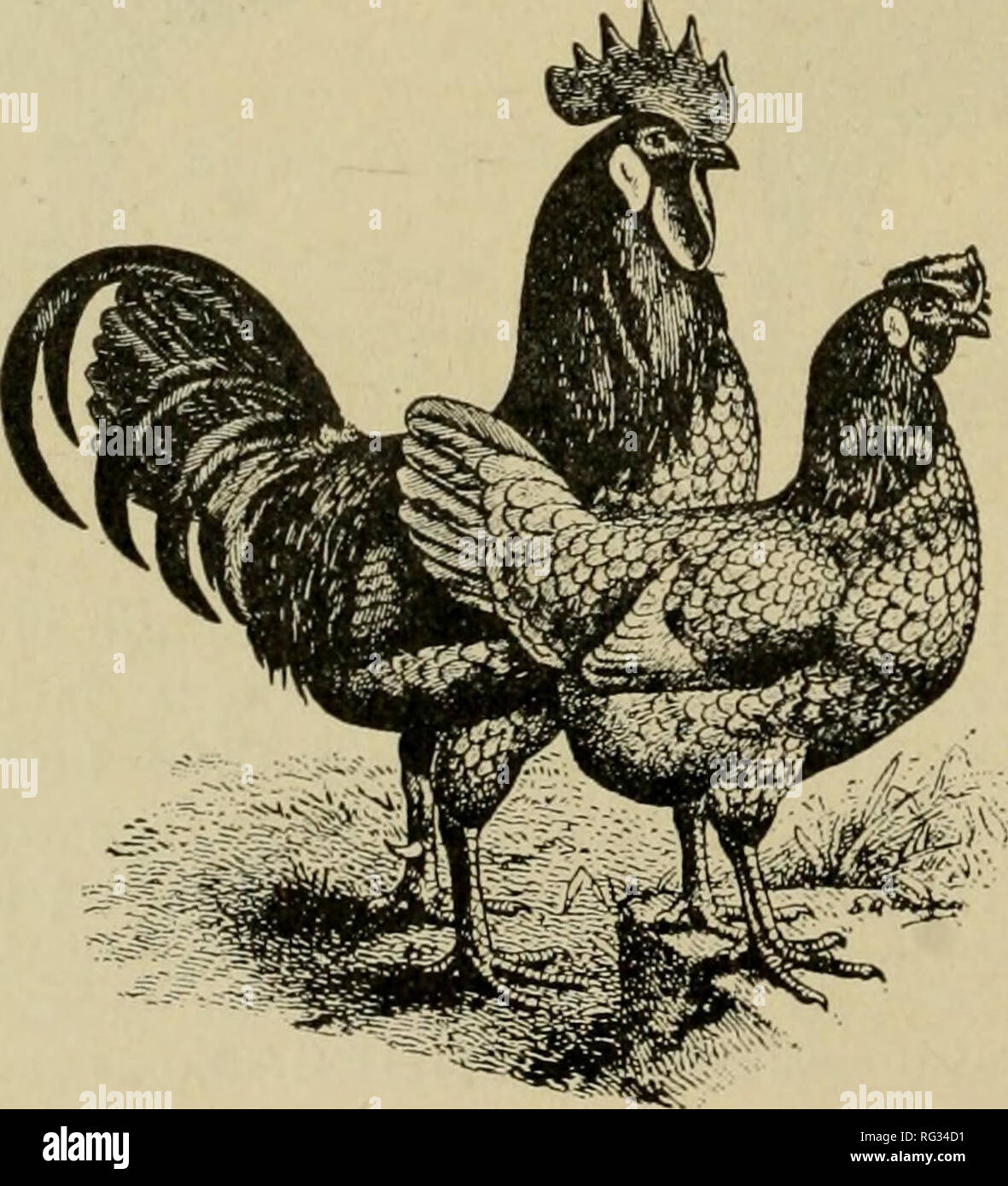 Blue andalusian chicken hi-res stock photography and images - Alamy
