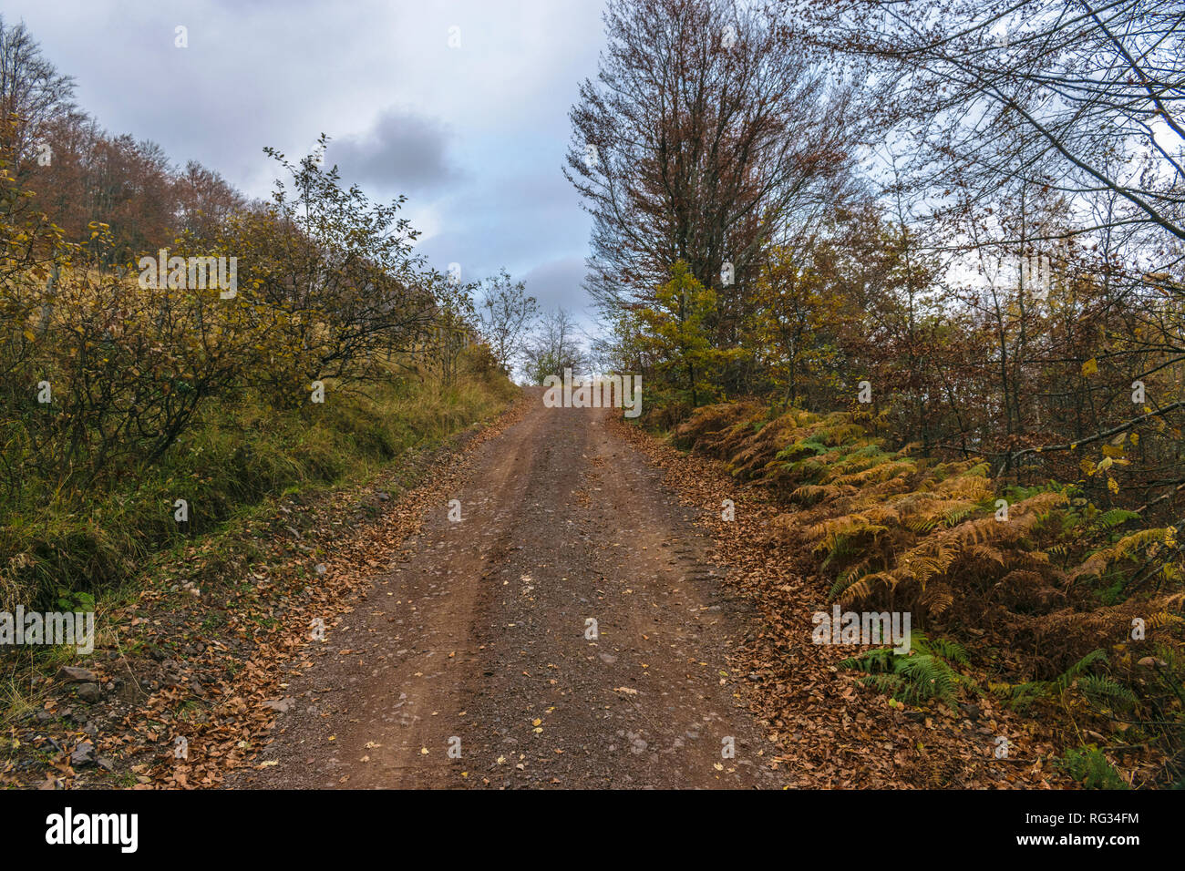 Country road in perspective,autumn scene Stock Photo - Alamy