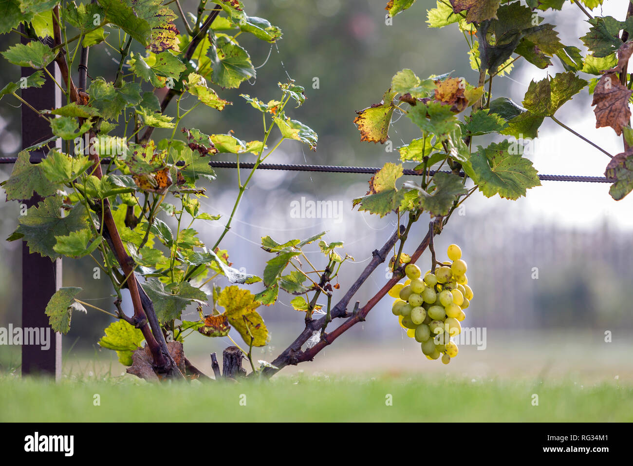 Tied up grapevine hi-res stock photography and images - Alamy
