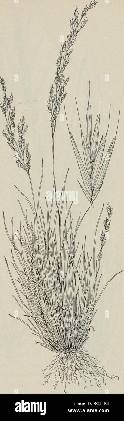 . California grasslands and range forage grasses. Grasses; Forage ...