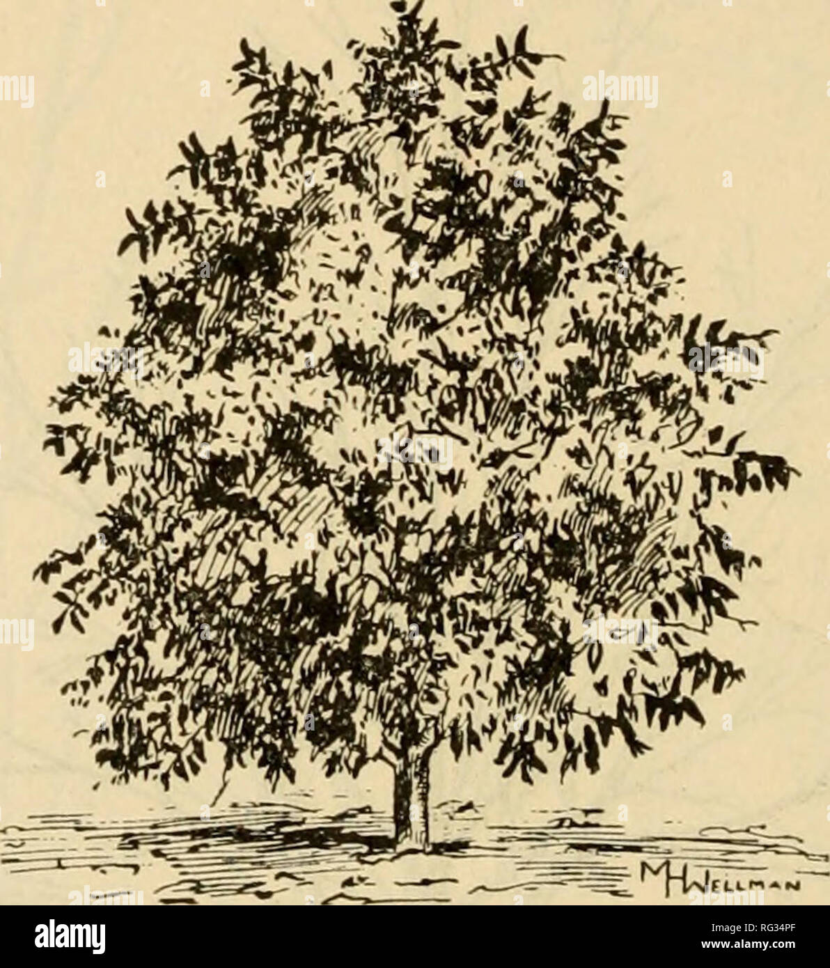 Sagging tree hi-res stock photography and images - Alamy